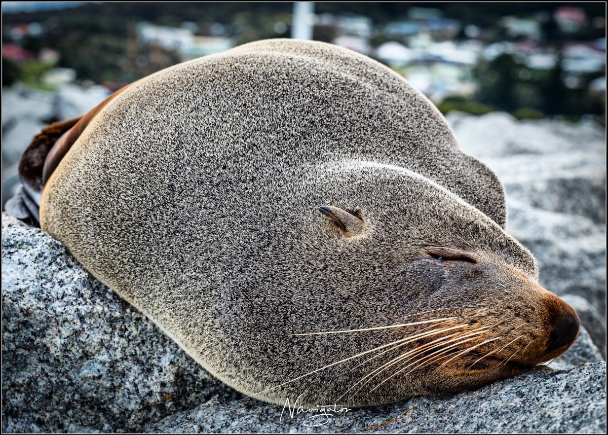 Hauled out | Navigator Photografix